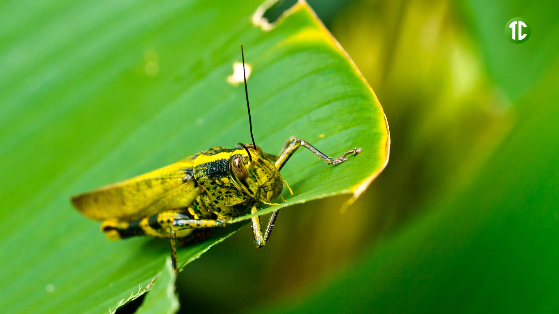 ¿Cuál es el Insecto que Puede Llegar a Vivir 50 años? » TC